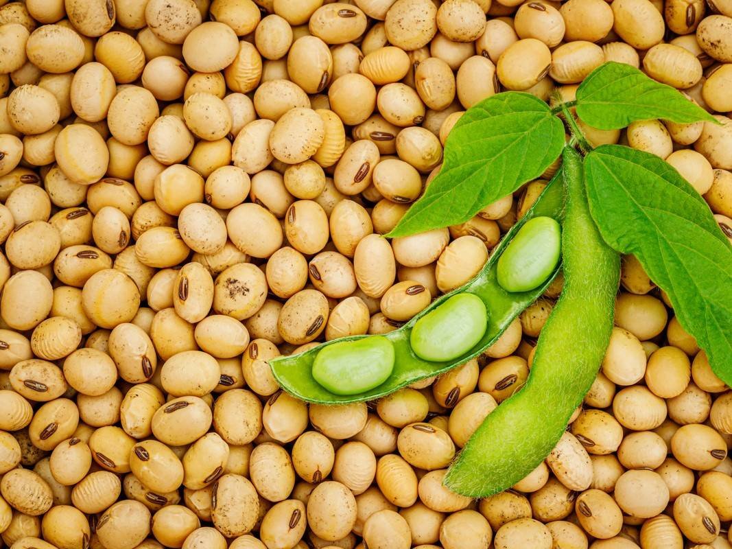 Pulses - Altimuss Global Trading Company